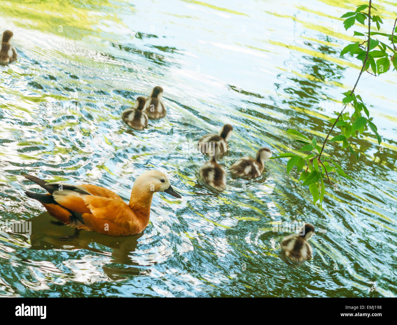 Shell duck hi-res stock photography and images - Alamy