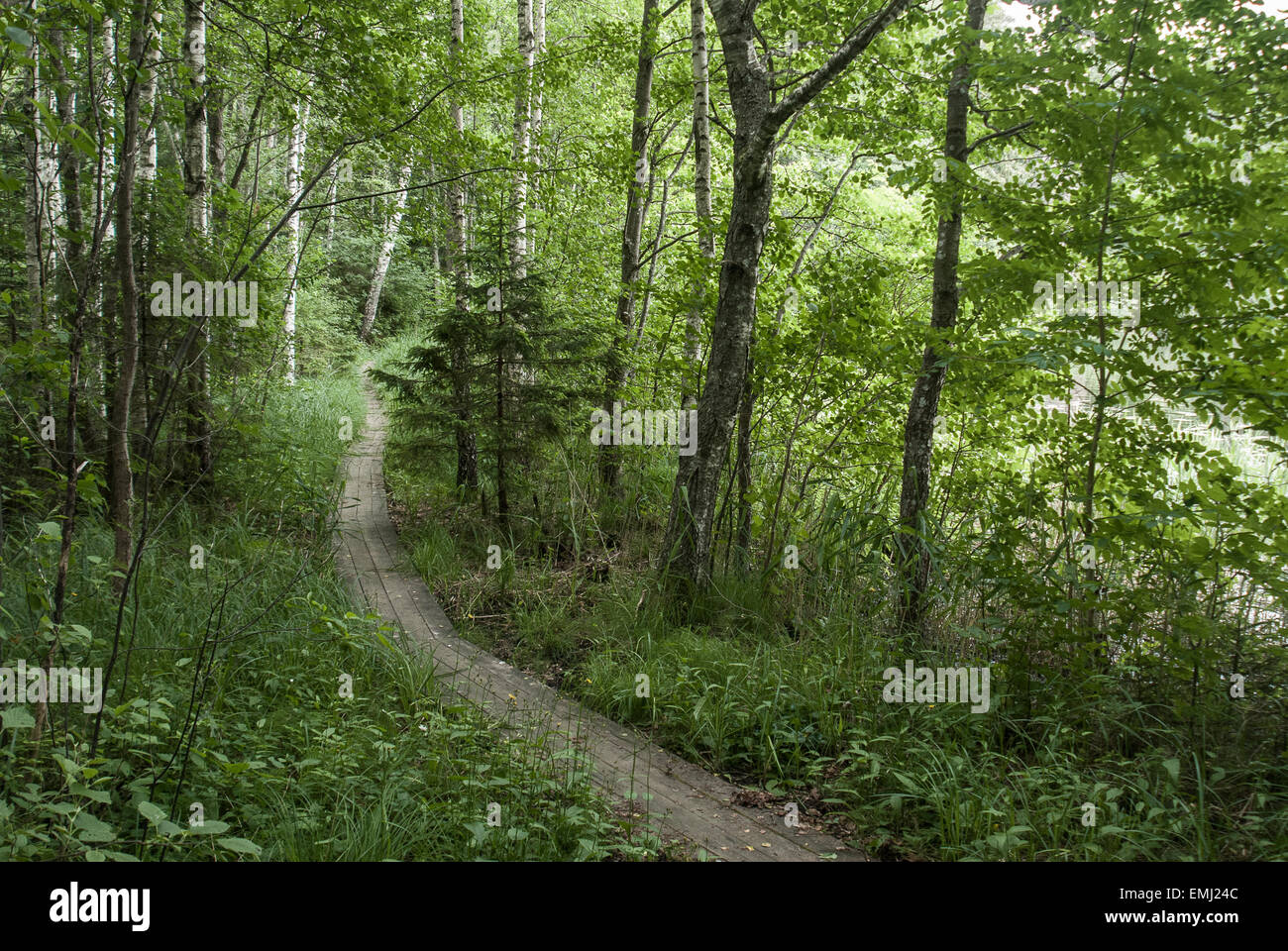 A strolling wooden path in the forest of the shore of a Puhajarve lake ...