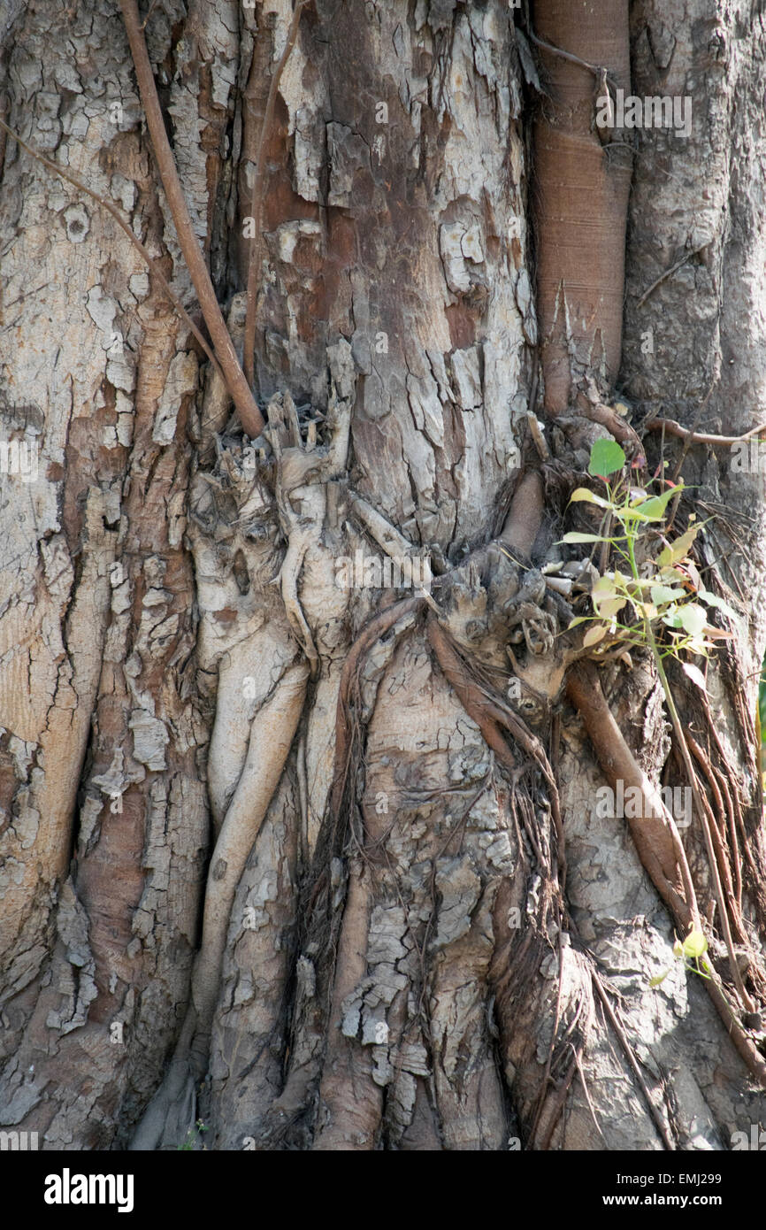 Tree trunk texture hi-res stock photography and images - Alamy