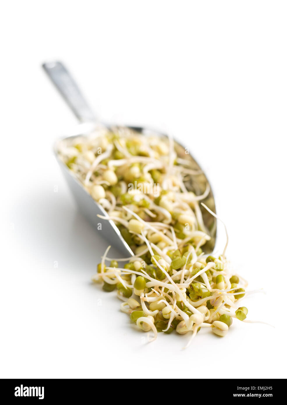 Sprouted mung beans on metal scoop Stock Photo - Alamy
