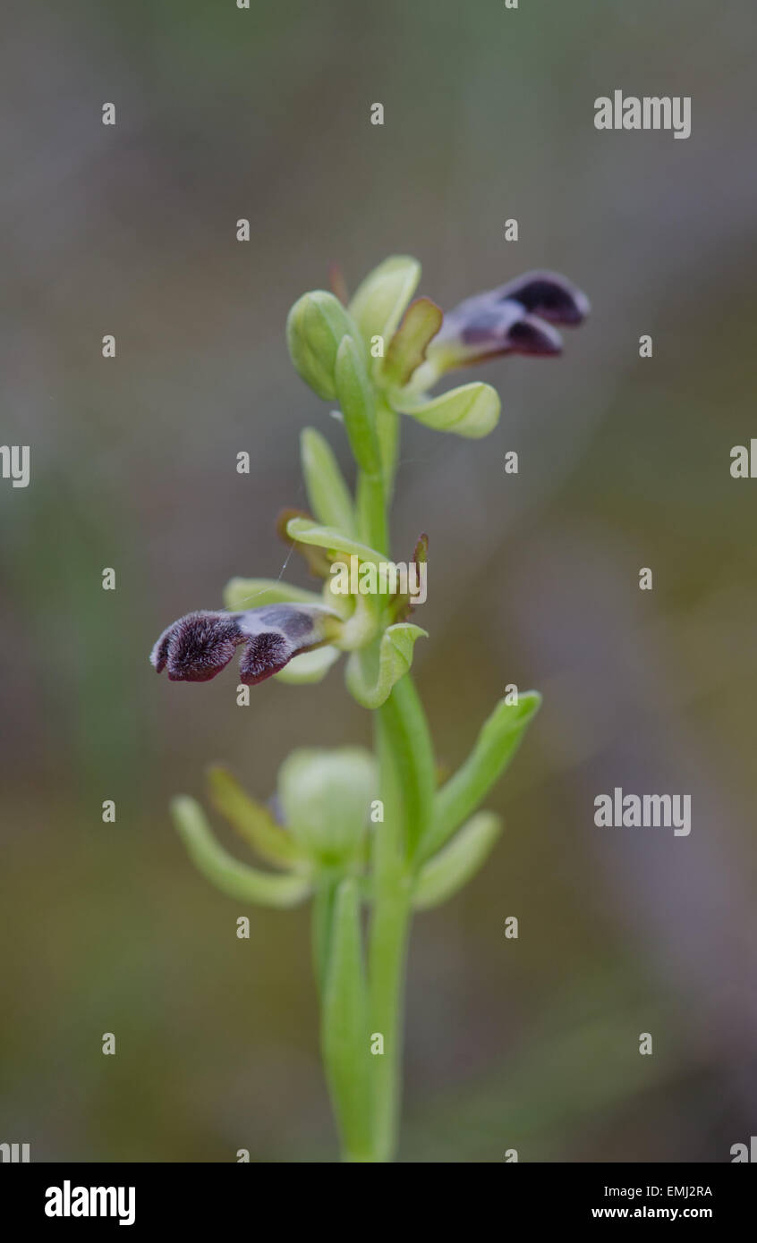 Wild orchid, Ophrys dyris, Ophrys omegaifera ssp. dyris, Ophrys fusca ...