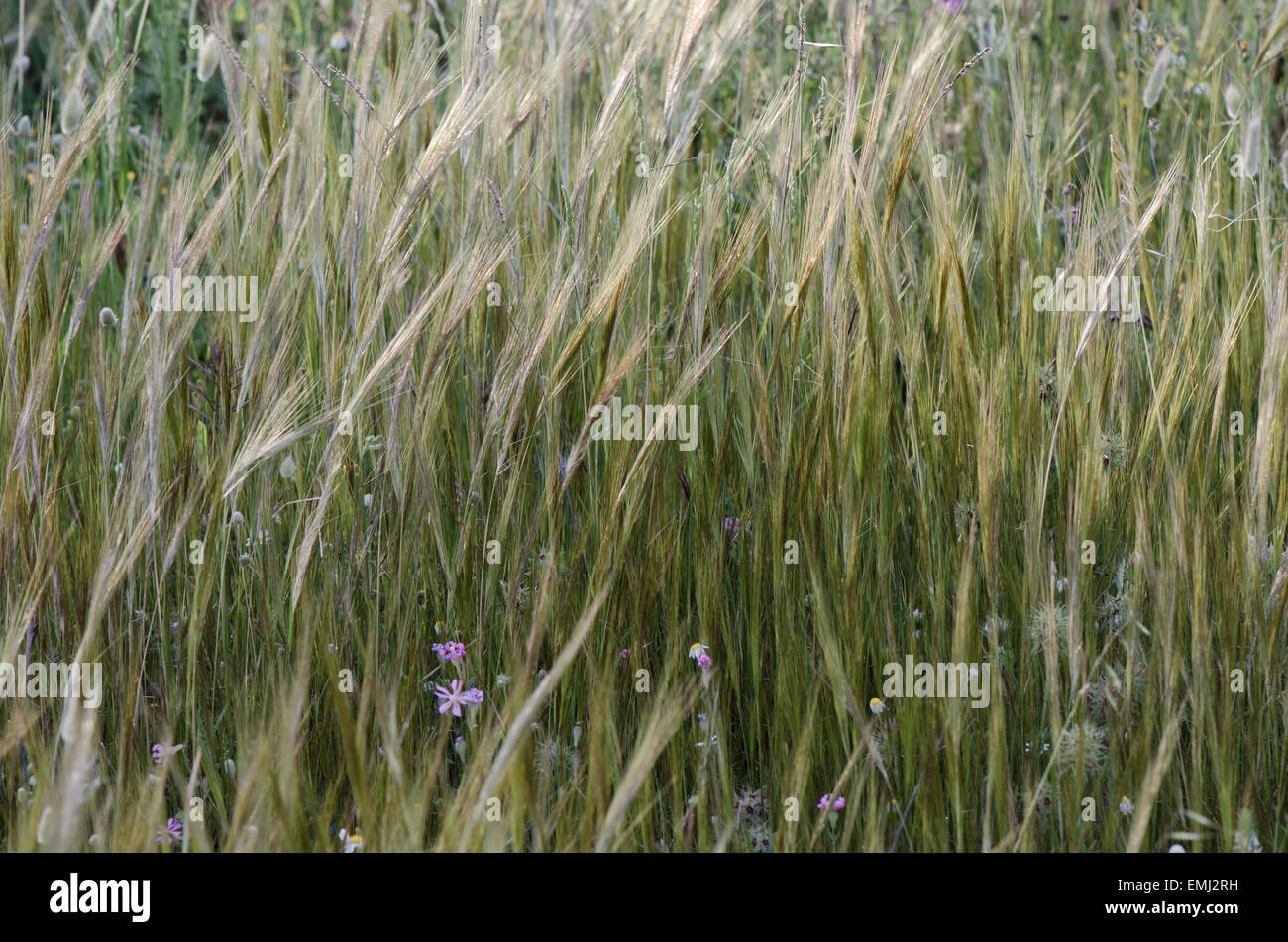 Waving grass hi-res stock photography and images - Alamy