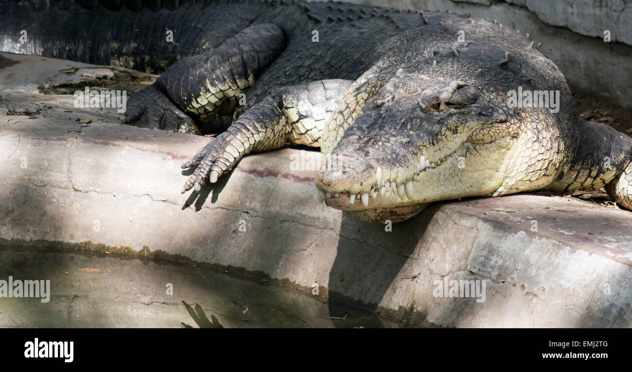 Salt water crocodile basking in sun in zoo Stock Photo - Alamy