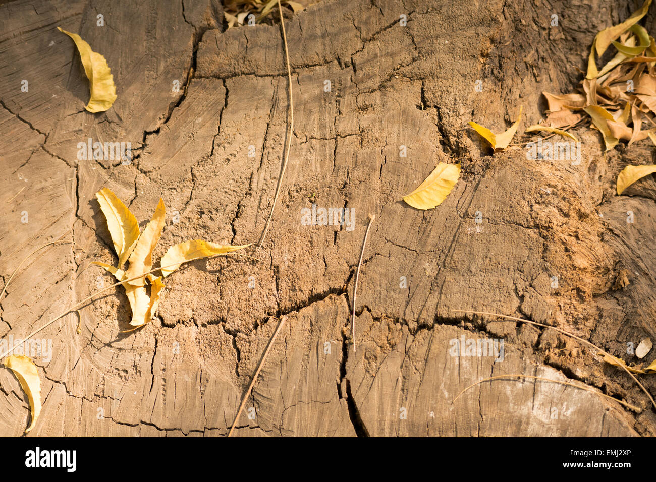 Burnt cracked wood texture hi-res stock photography and images - Alamy