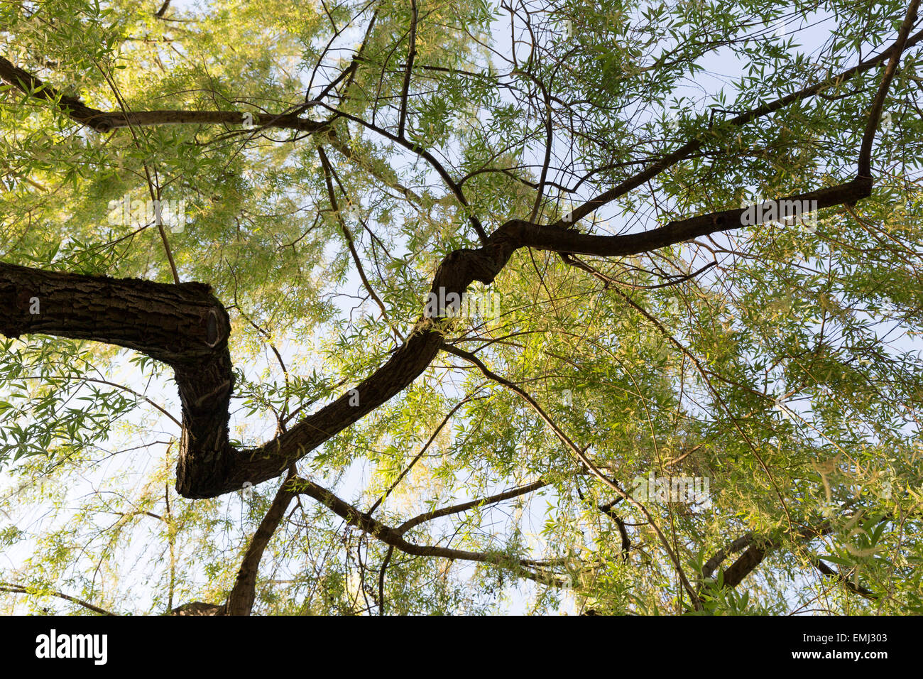 Stuttgart Feuersee treetop and leaves in spring Stock Photo - Alamy