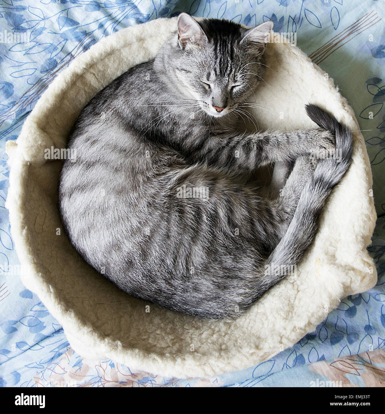 Domestic animal, grey sleeping cat Stock Photo - Alamy