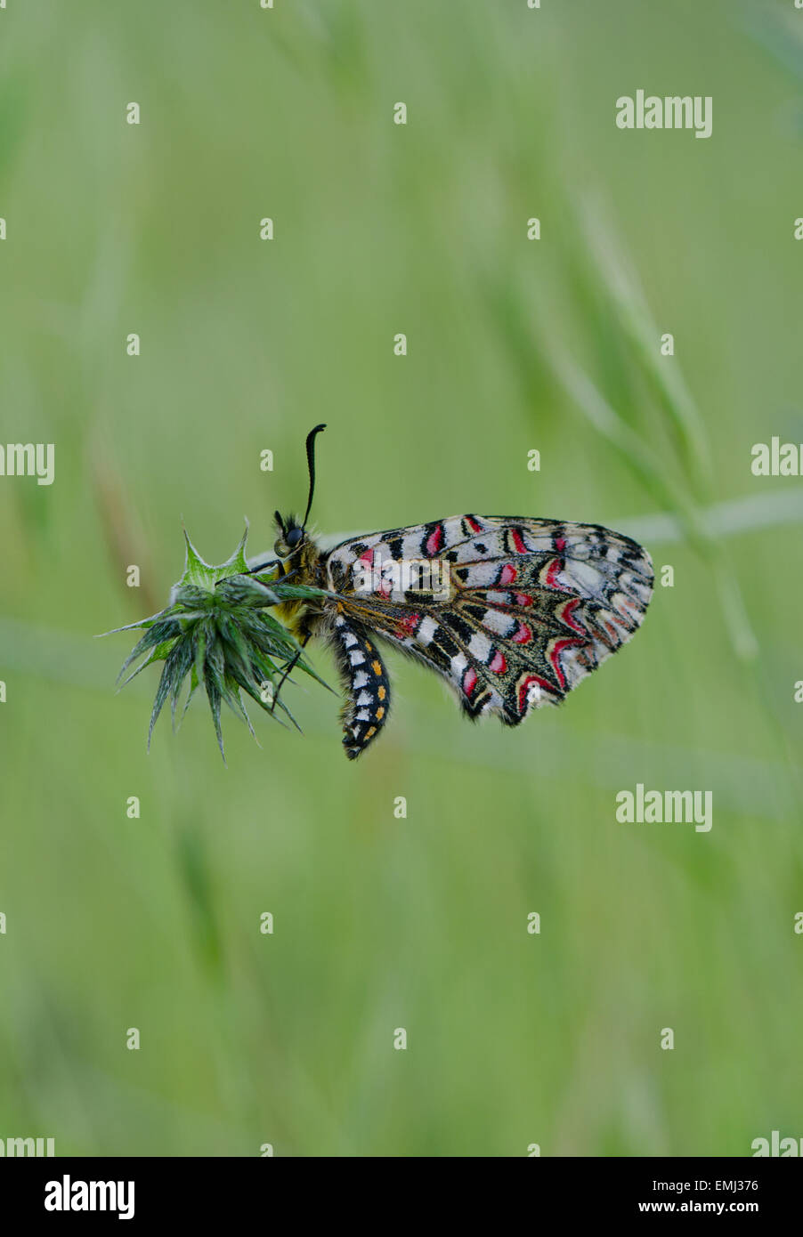 Spanish festoon zerynthia rumina hi-res stock photography and images ...