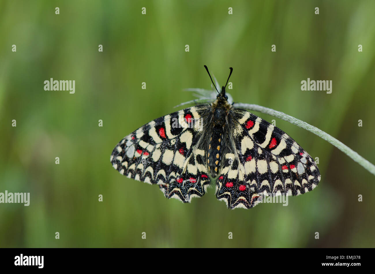 Spanish festoon zerynthia rumina hi-res stock photography and images ...