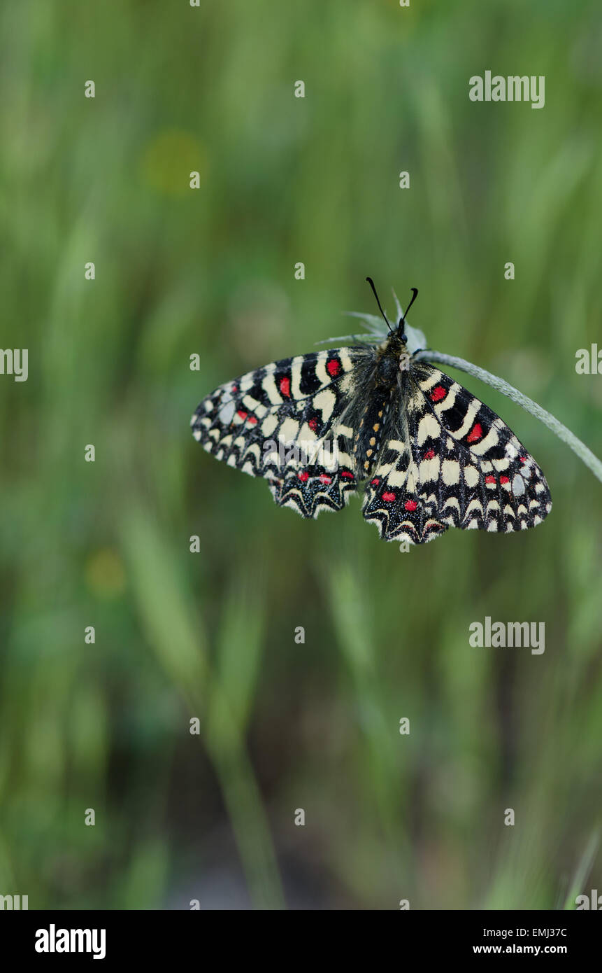 Spanish Festoon, butterfly, Zerynthia rumina, butterflies, Spain ...