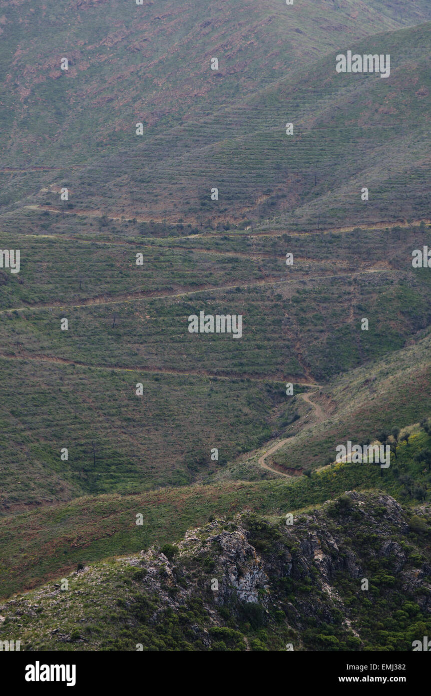 Mountain view of Sierra Negra, Barranco Blanco, with reforestation ...