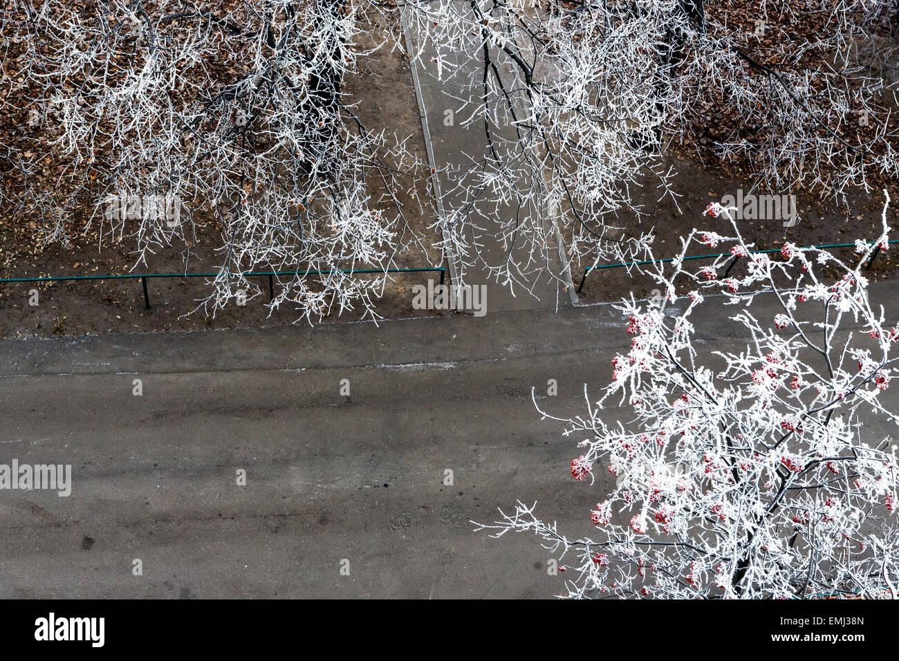 Hoarfrost on trees hi-res stock photography and images - Alamy