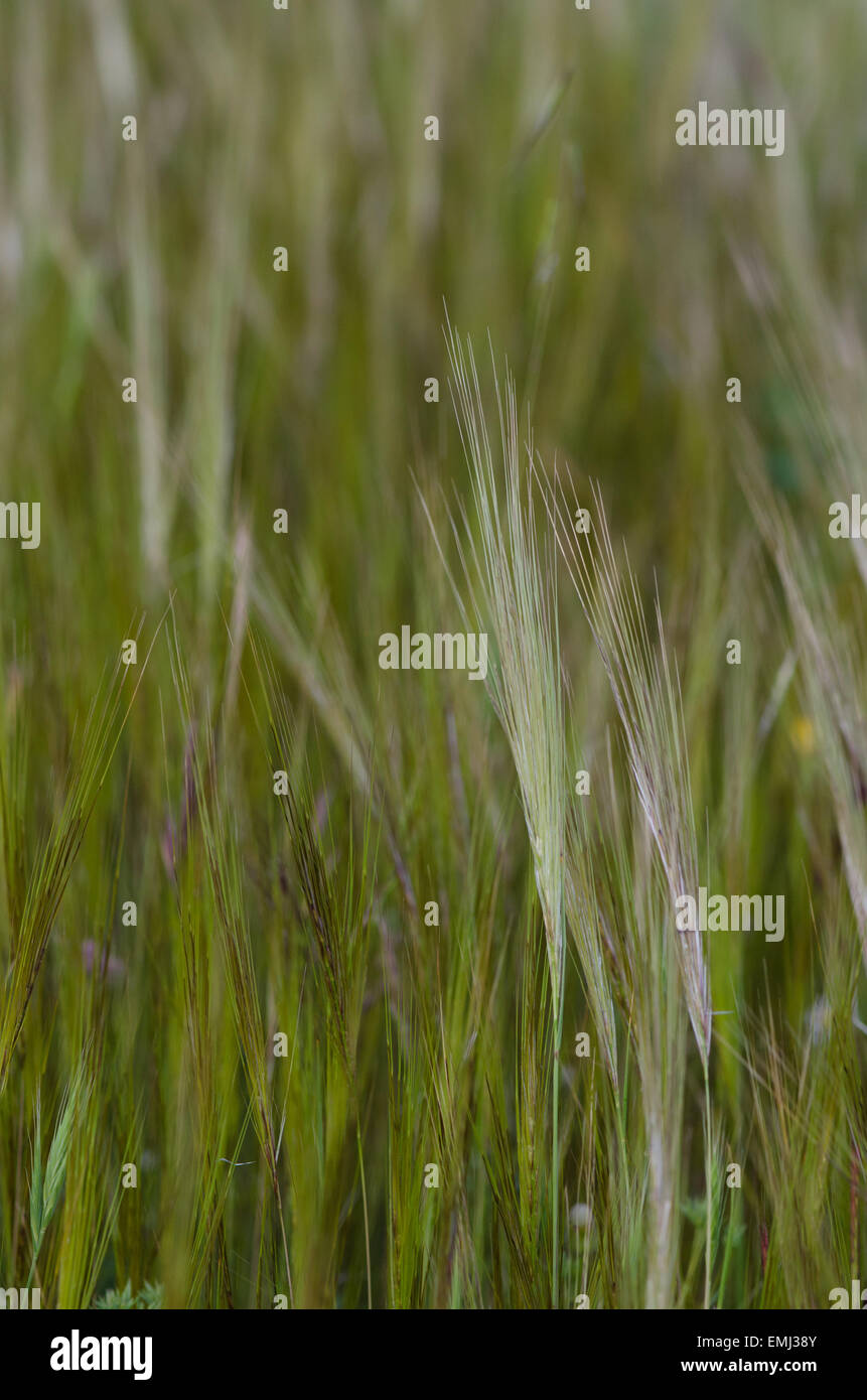 Waving grass hi-res stock photography and images - Alamy