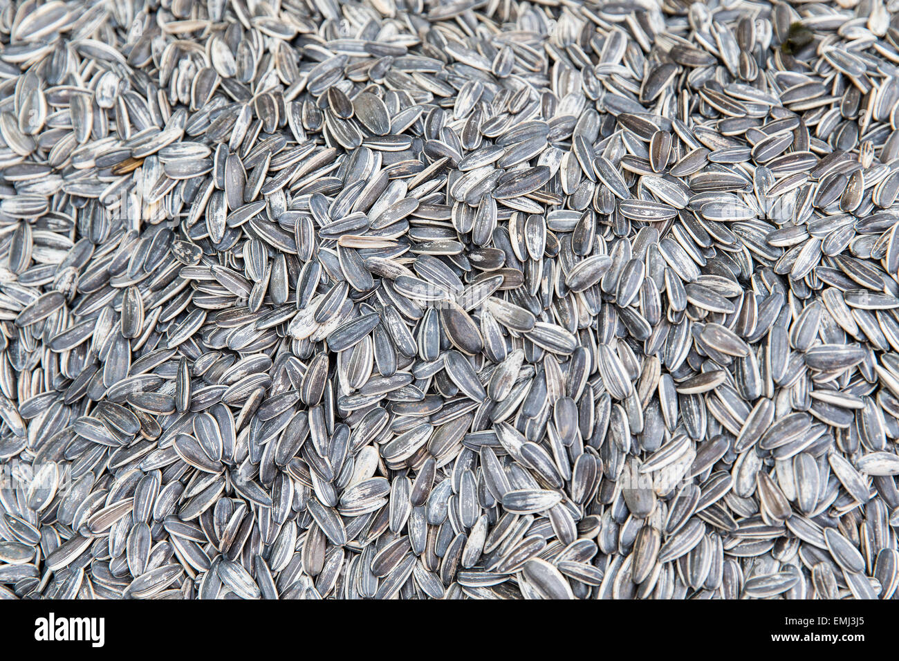sunflower seeds texture Stock Photo - Alamy
