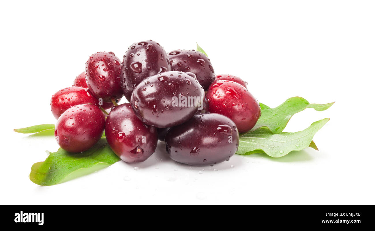 Cornel Berry (Dogwood) on white background Stock Photo - Alamy