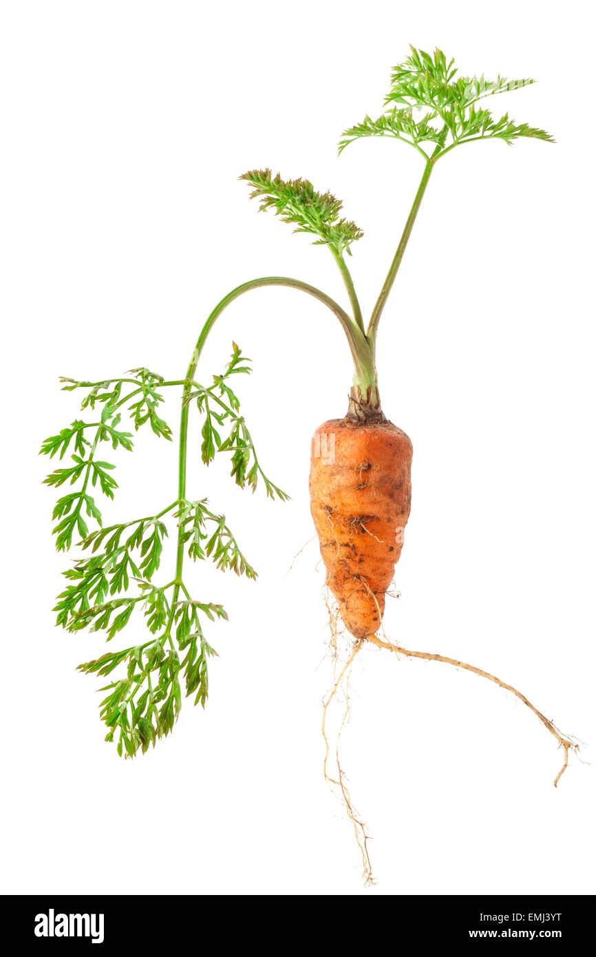 Fresh carrots with green tops isolated on white background Stock Photo ...