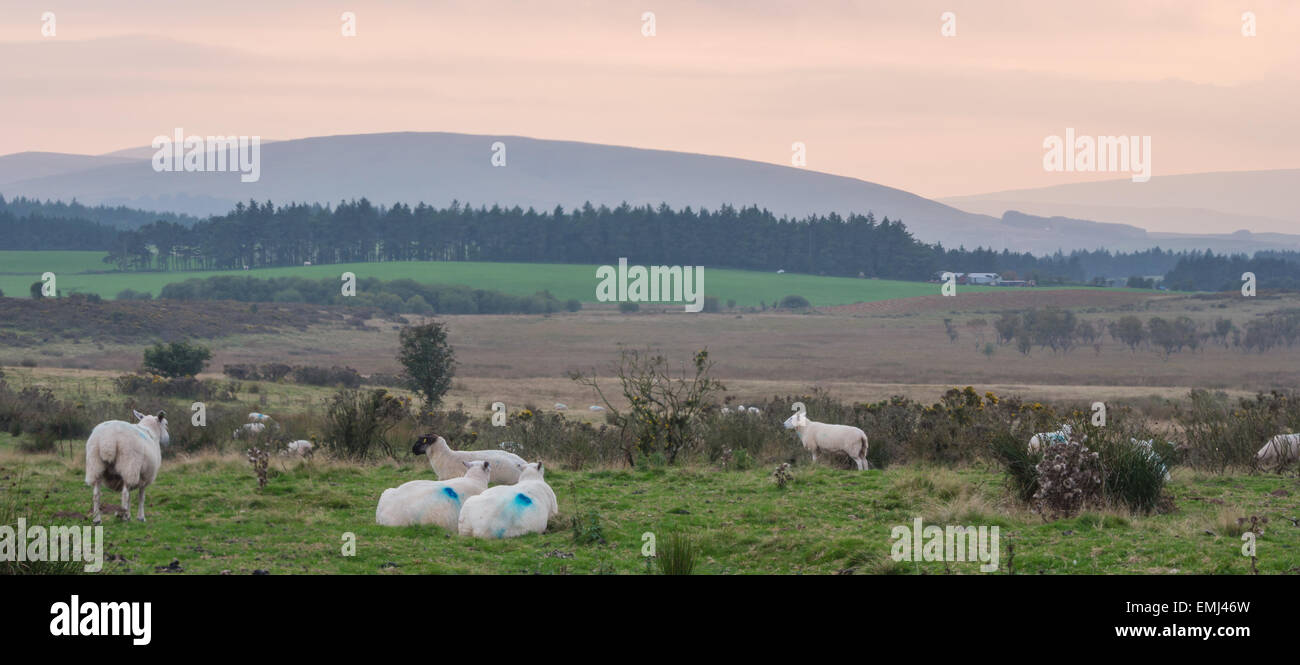 Sheep at sunset in the Brecon Beacons nature reserve in Wales, UK Stock ...