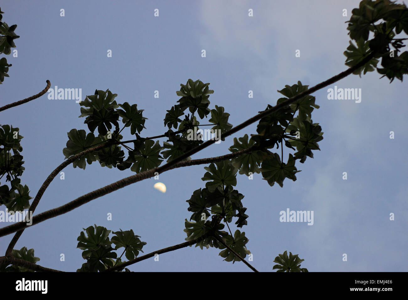 Faded branches hi-res stock photography and images - Alamy