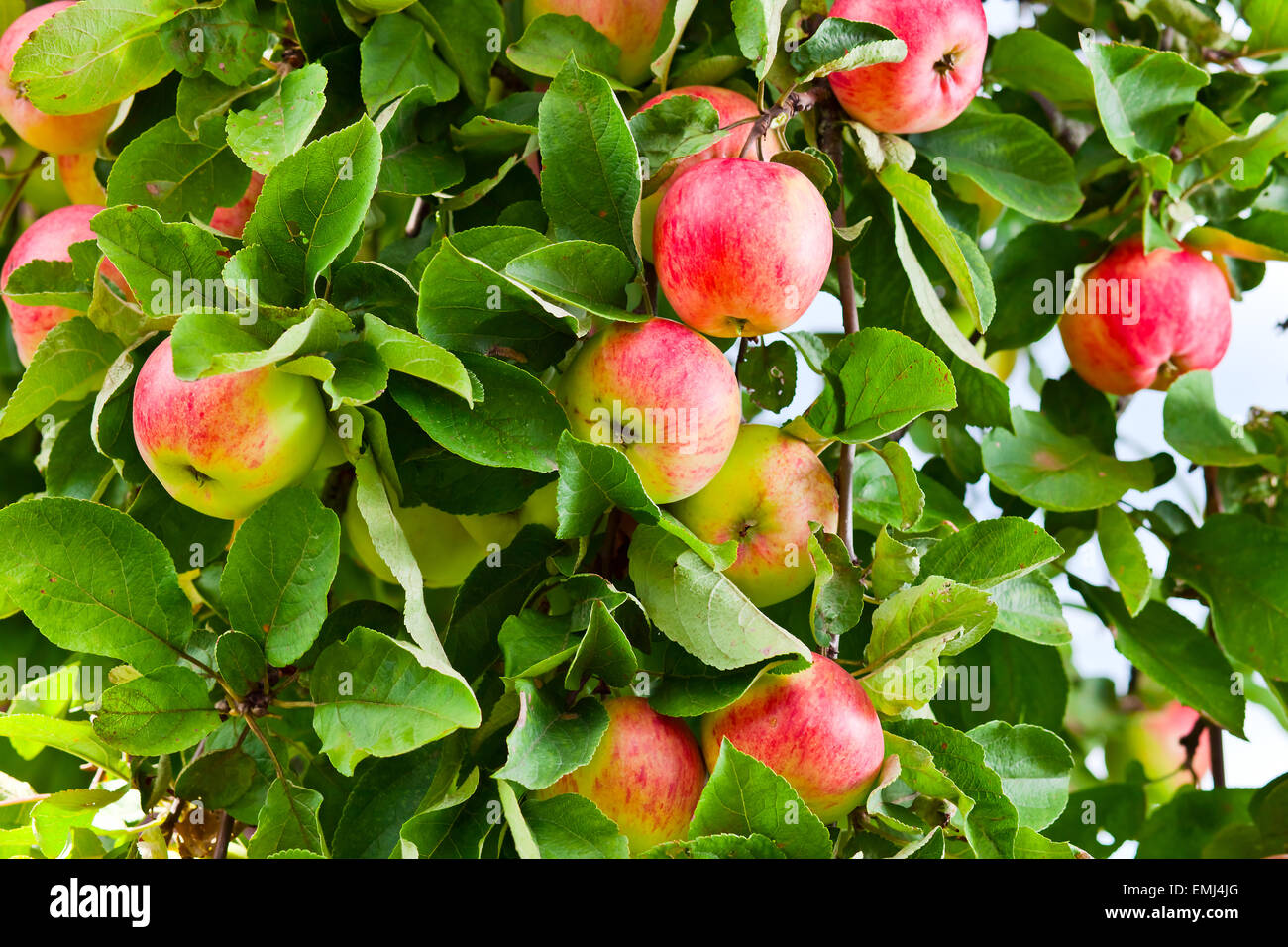 ripe apples on a tree in orchard Stock Photo - Alamy