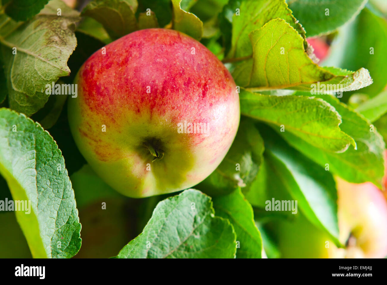 Apple on a tree in orchard hi-res stock photography and images - Alamy