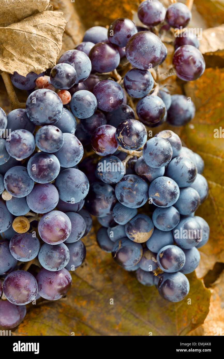 New crop of grape for red wine manufacture Stock Photo - Alamy
