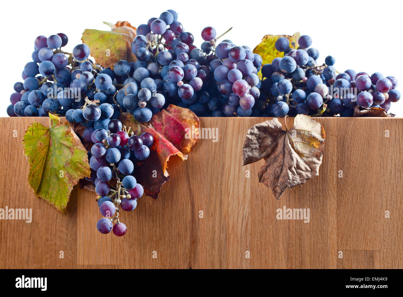 New crop of blue grape isolated on white Stock Photo - Alamy