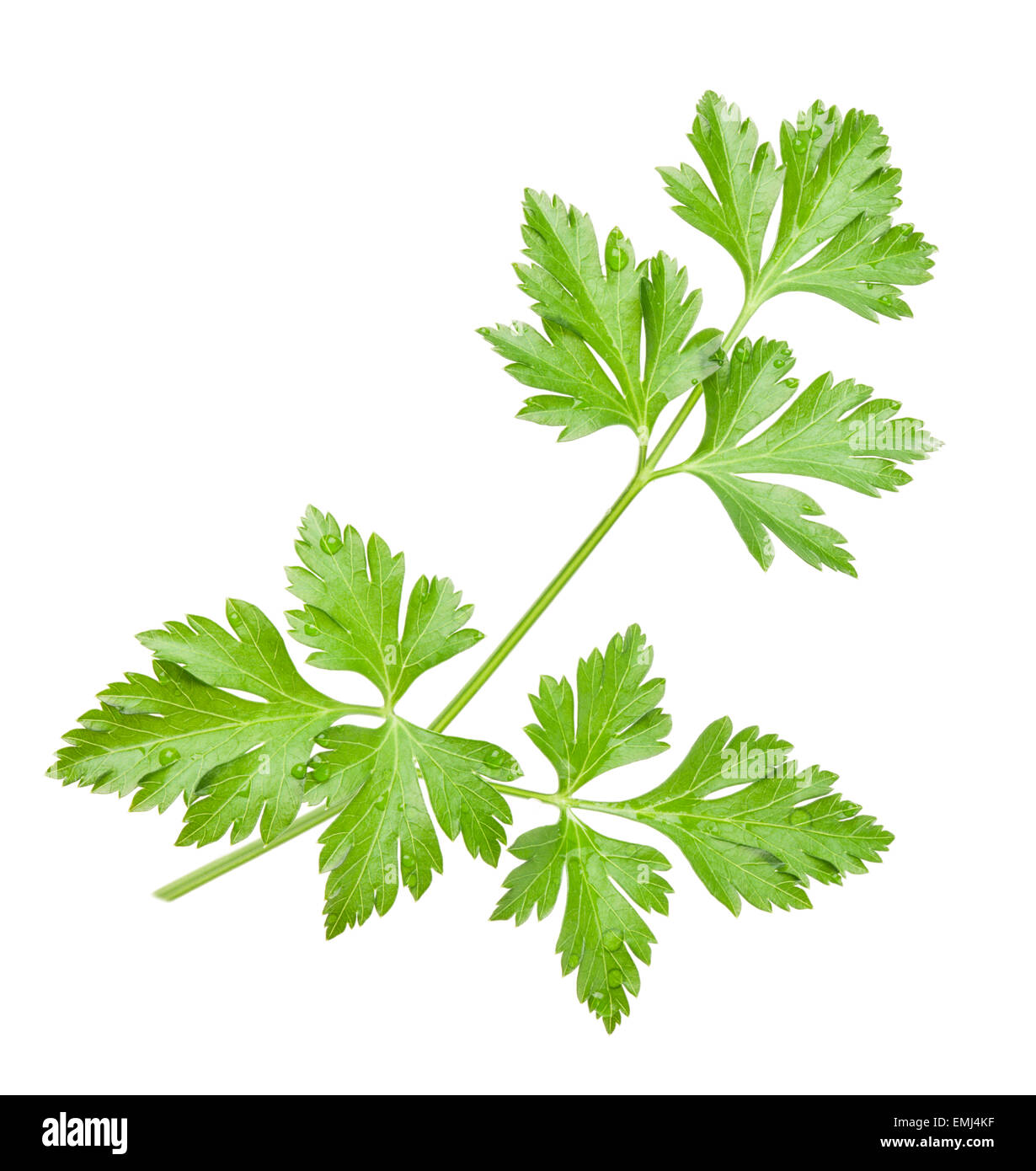 Parsley leaves isolated on white background, closeup Stock Photo - Alamy
