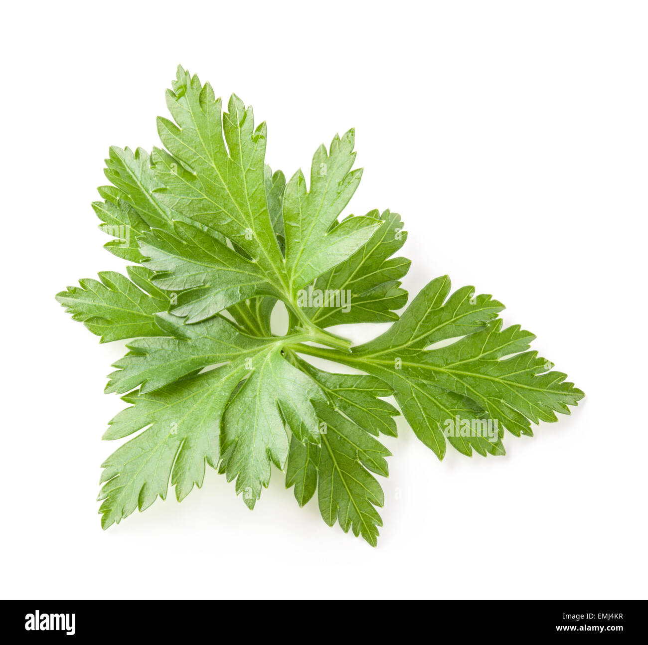 Closeup plant leaves dew Cut Out Stock Images & Pictures - Alamy