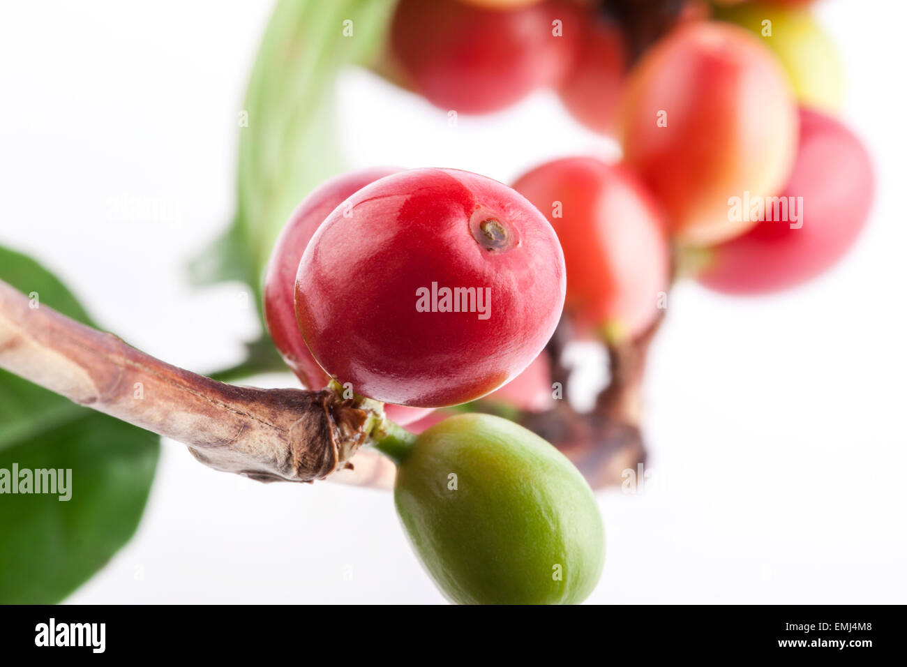 Red bean tree hi-res stock photography and images - Alamy