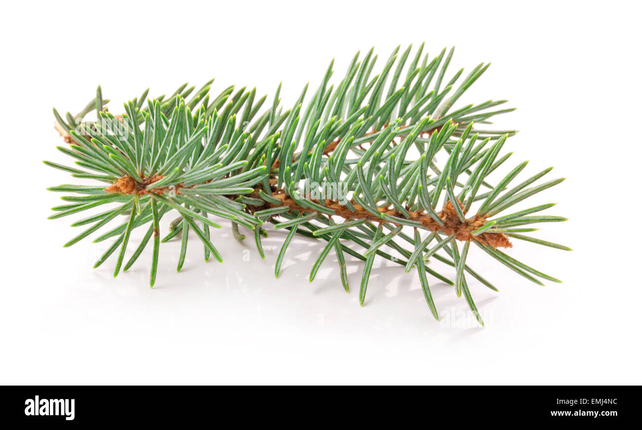 Twig of evergreen fir isolated on white Stock Photo - Alamy