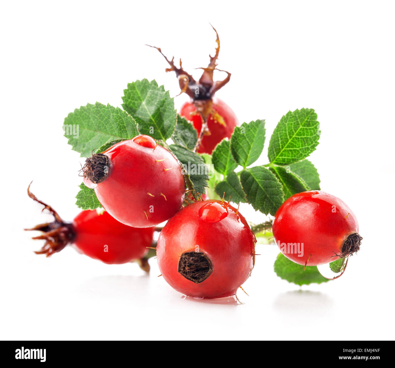 Rose hips isolated on white background Stock Photo - Alamy