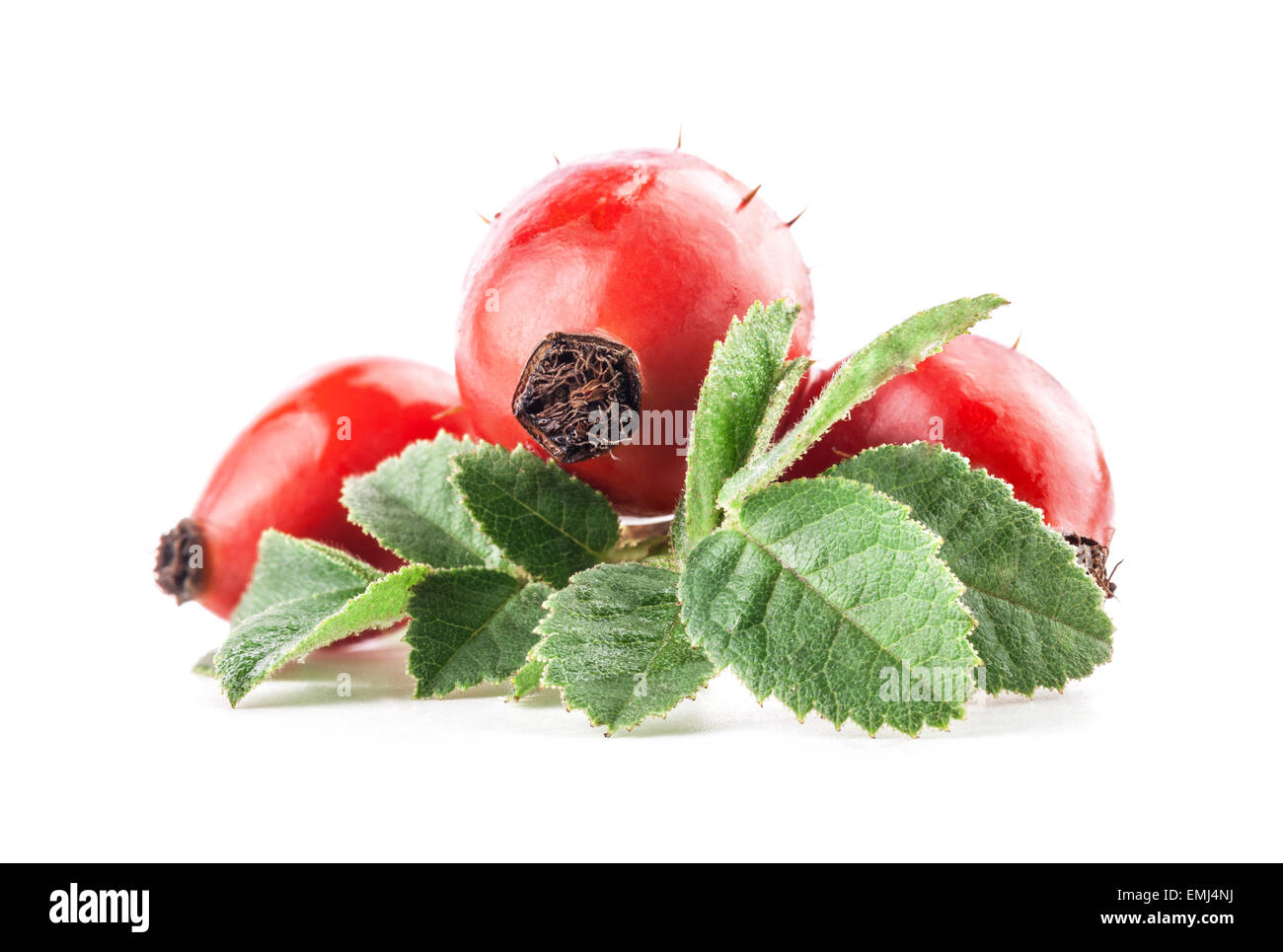 Red rose hips on branch Cut Out Stock Images & Pictures - Alamy