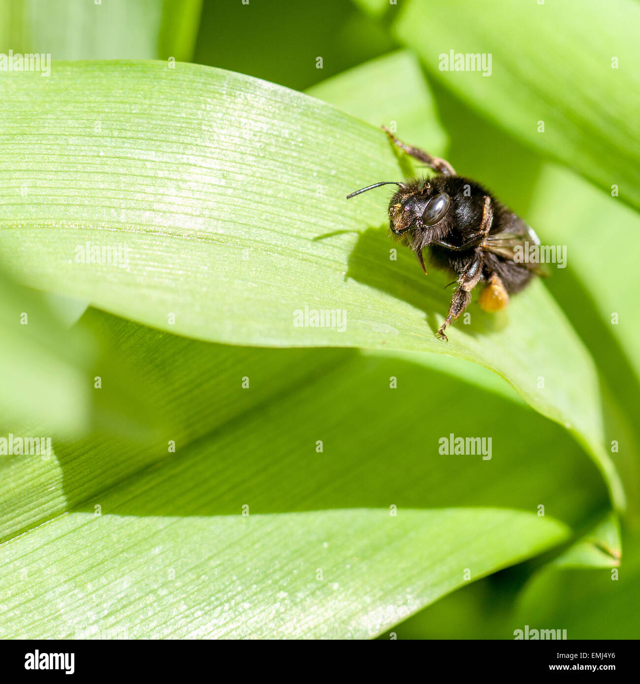 A Bee looking at the camera Stock Photo - Alamy