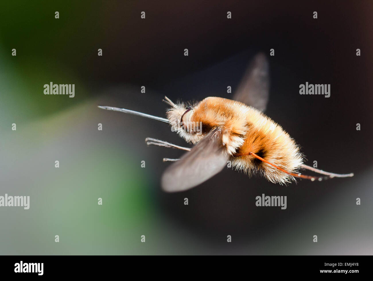 Bombyliidae hi-res stock photography and images - Alamy