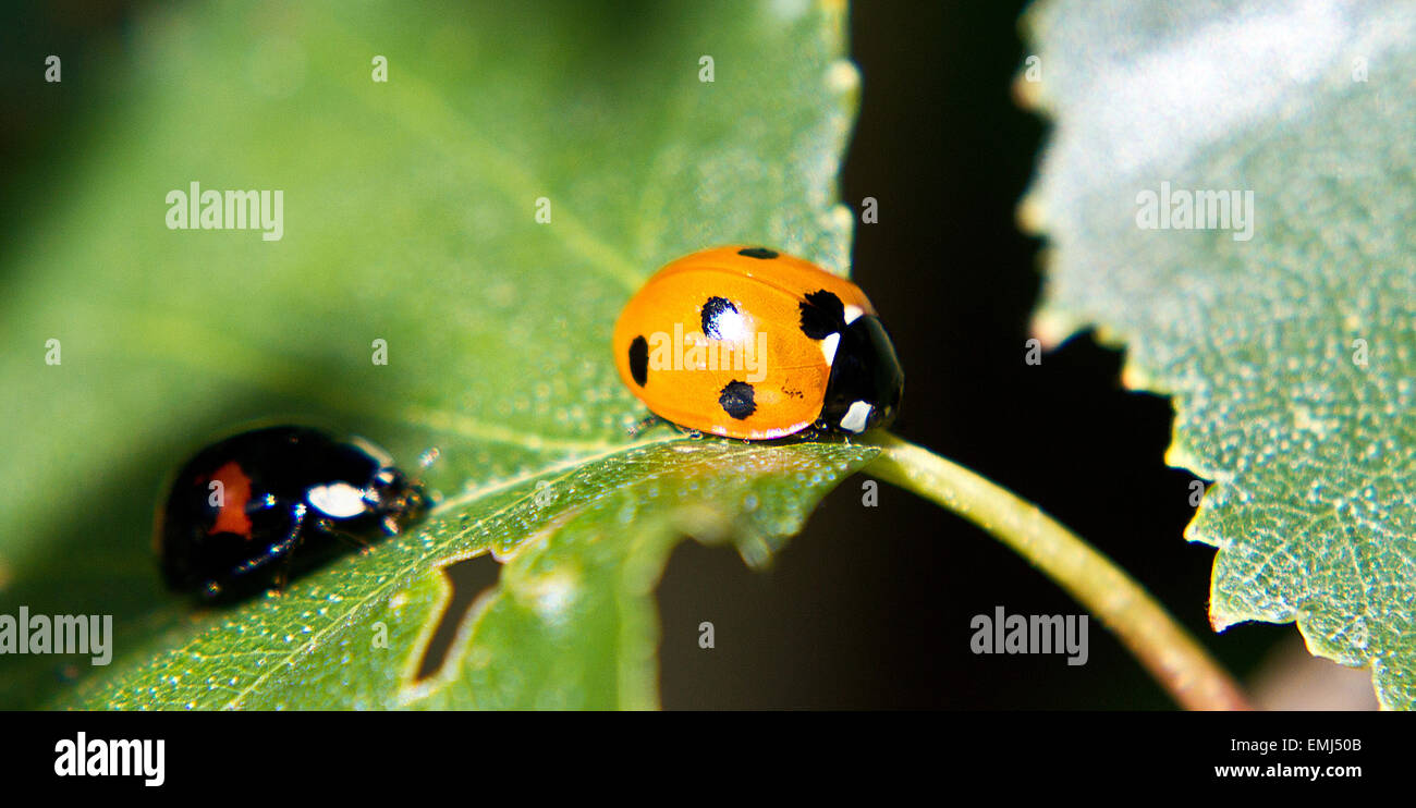 Two different coloured ladybirds/ladybugs Stock Photo - Alamy