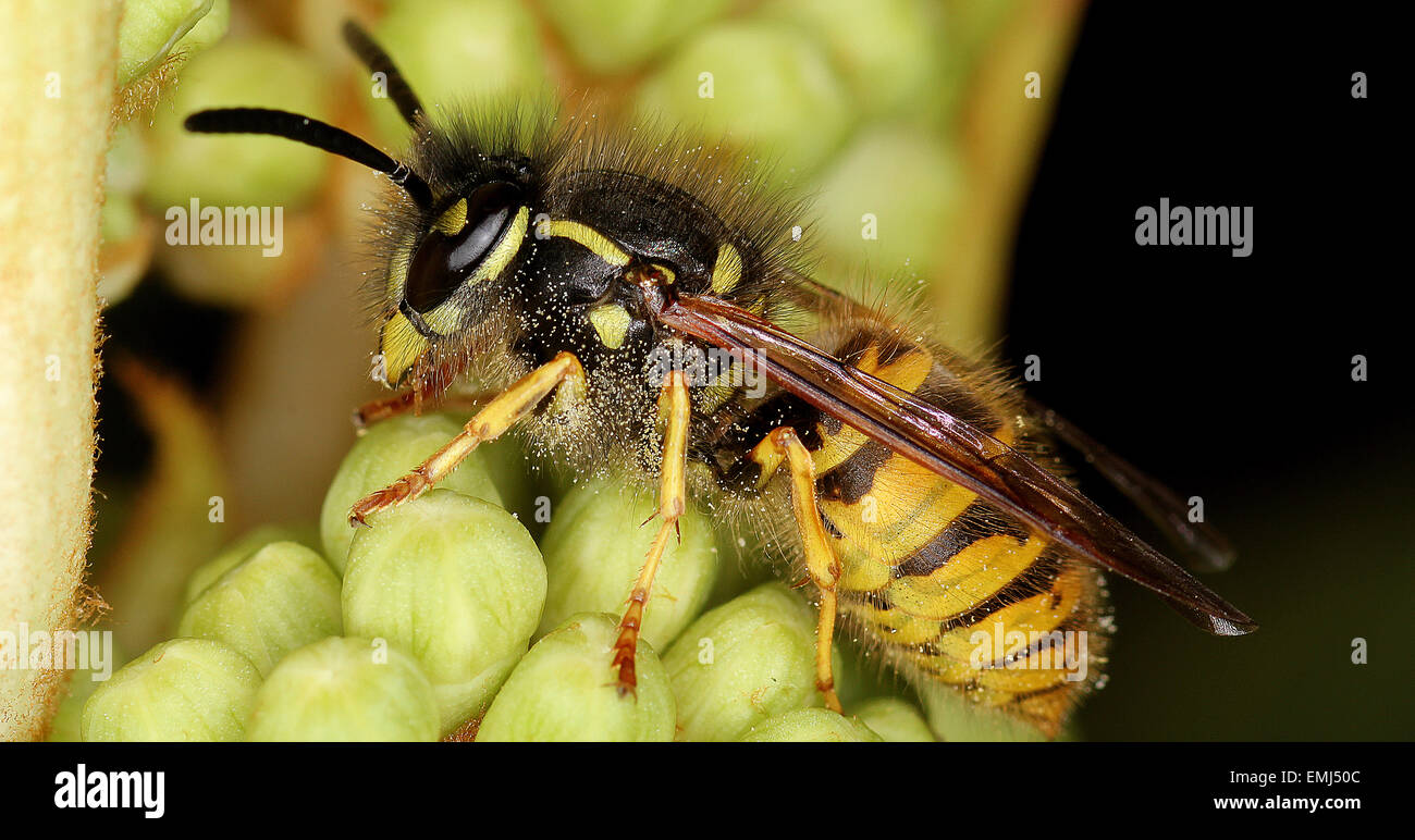 A wasp resting on a plant Stock Photo - Alamy
