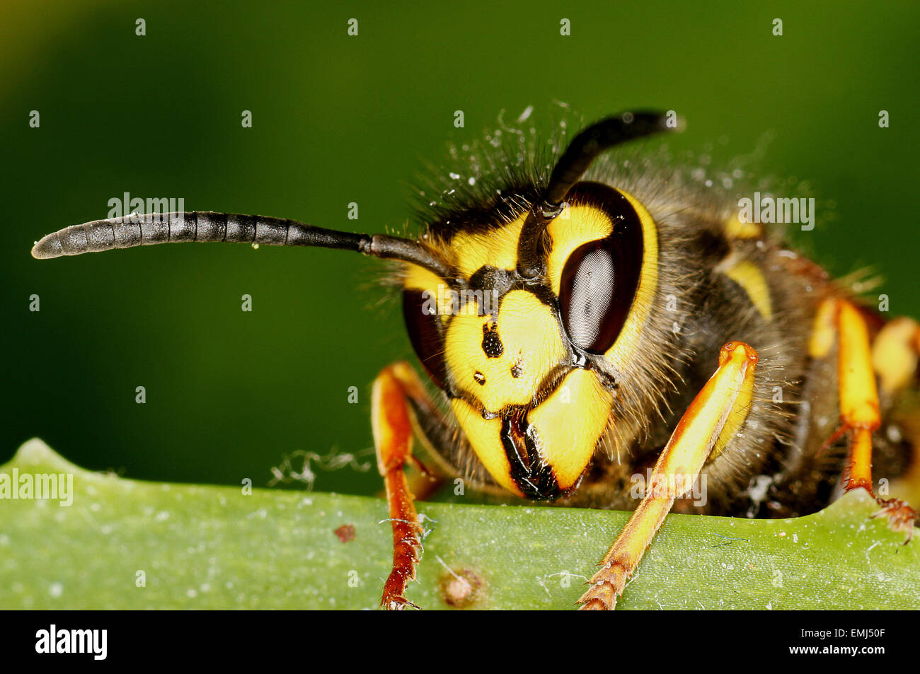 A headshot of a wasp Stock Photo - Alamy