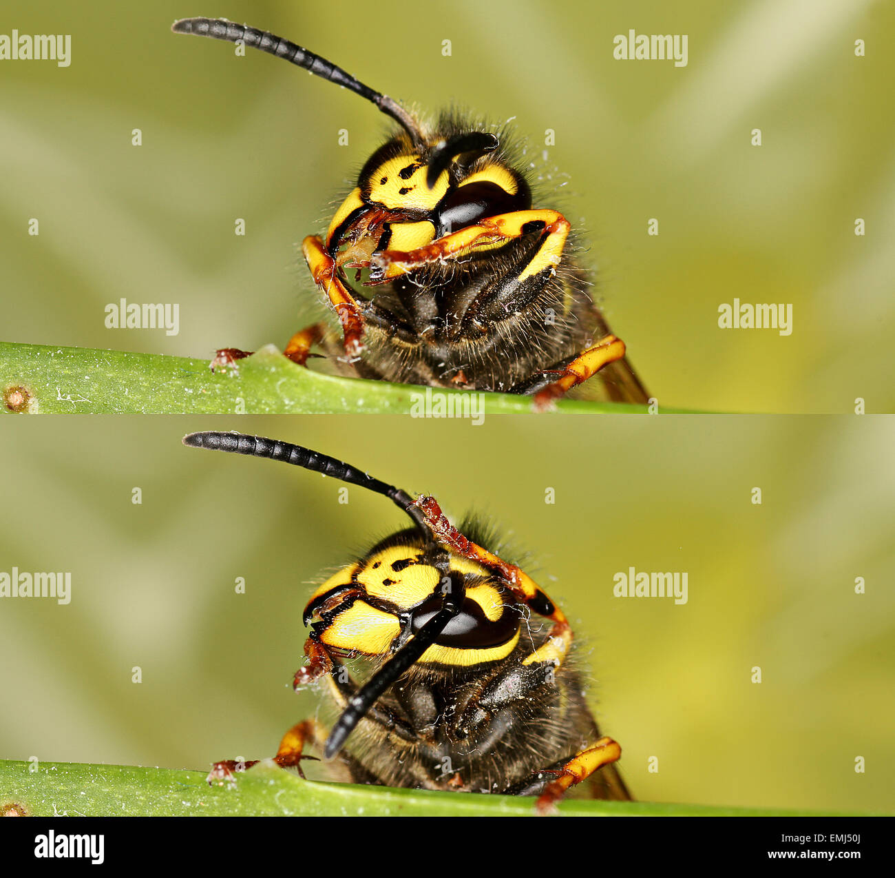 A wasp washing itself Stock Photo - Alamy
