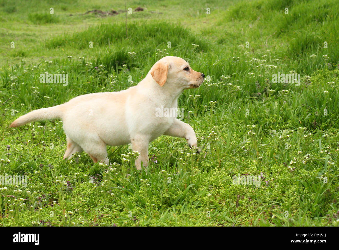 yellow labrador puppy running in green grass in spring Stock Photo - Alamy