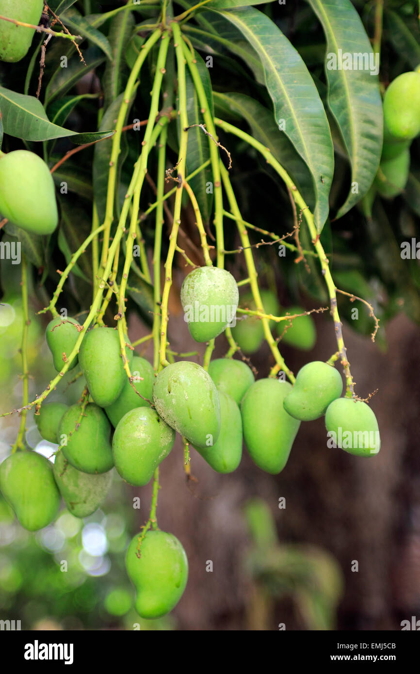 Street scene mangos growing on tree Trinidad Cuba Stock Photo - Alamy