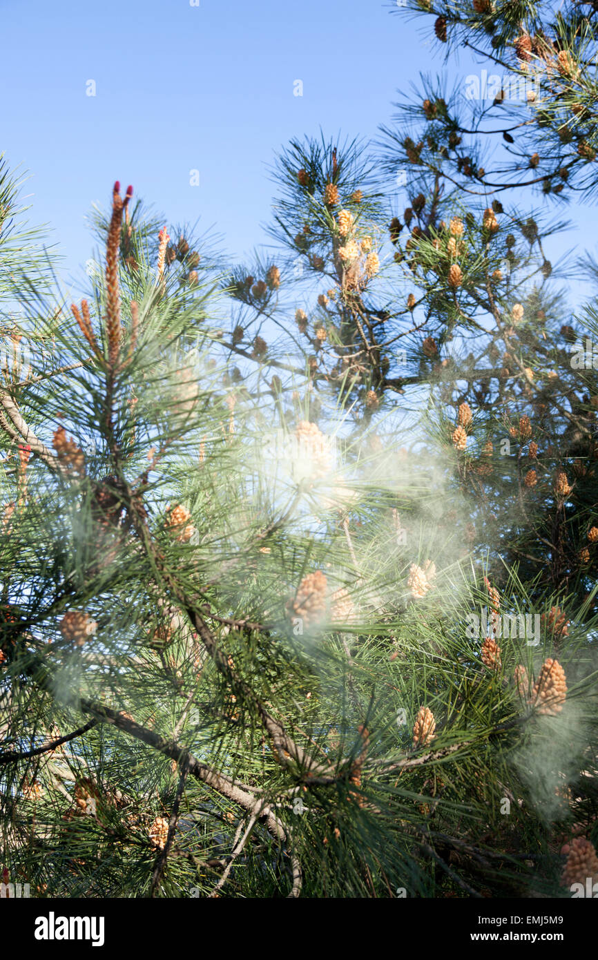 In April, pollination by a maritime pine tree (Pinus Pinaster). En ...
