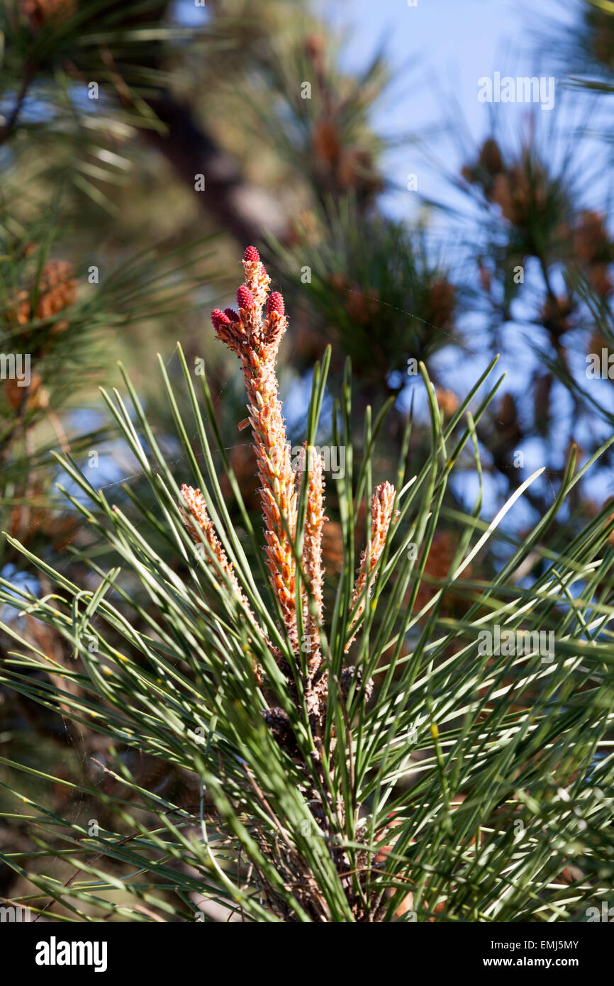 Young female cones of a maritime pine tree (Pinus Pinaster) after ...