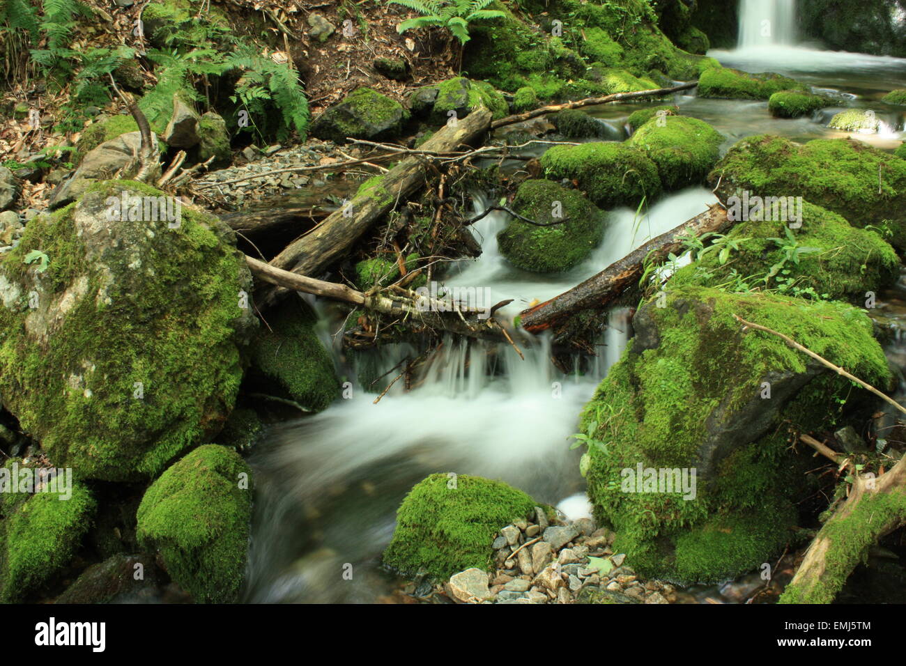 A stream pouring over mossy rocks and broken trees Stock Photo - Alamy