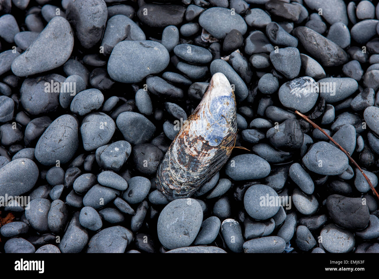 Sea shell on rocks Stock Photo - Alamy
