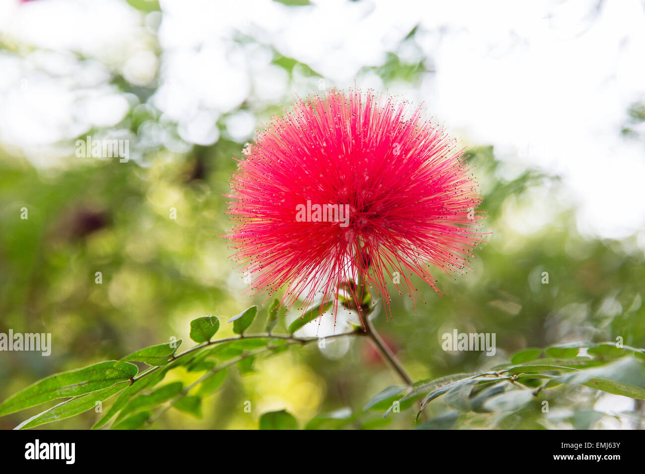 beautiful exotic flower Stock Photo - Alamy