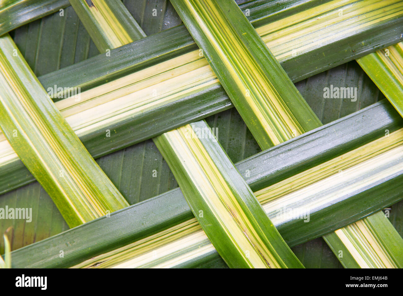 green palm tree leaf grid texture Stock Photo - Alamy