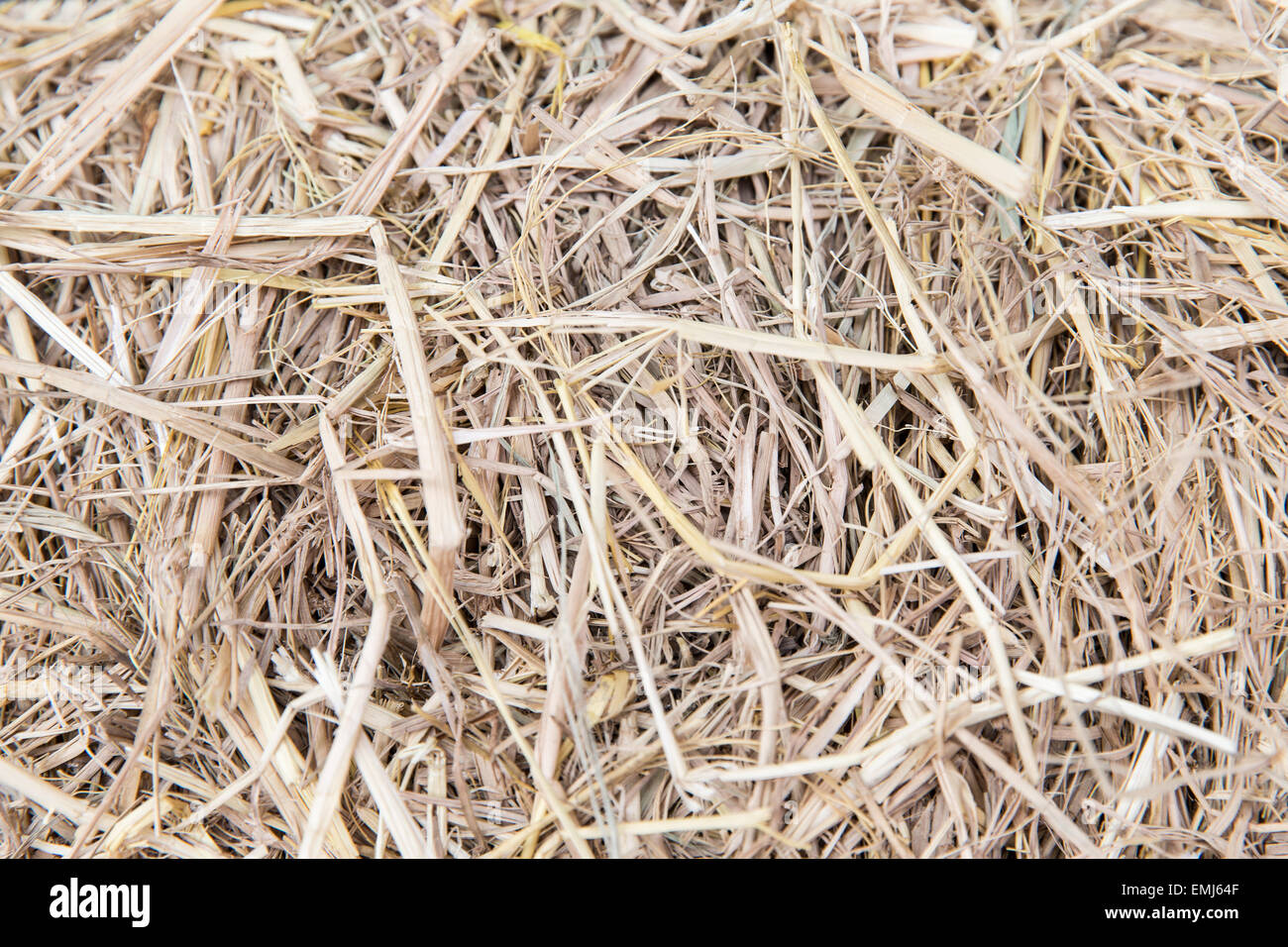 Hay texture hi-res stock photography and images - Alamy