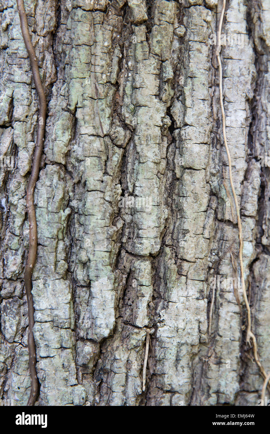 tree trunk bark texture Stock Photo - Alamy