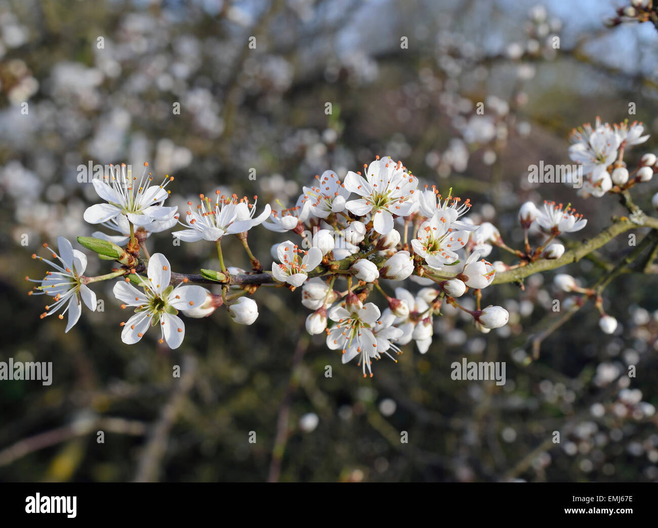 Sloe blossom hi-res stock photography and images - Alamy