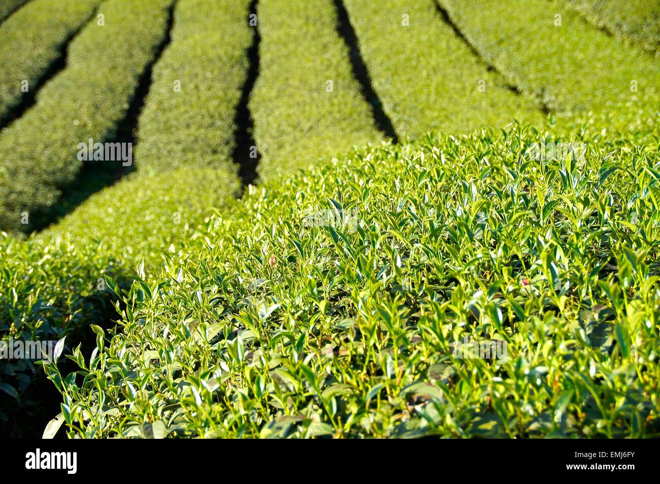 The plantation of tea at farm in central Taiwan Stock Photo - Alamy