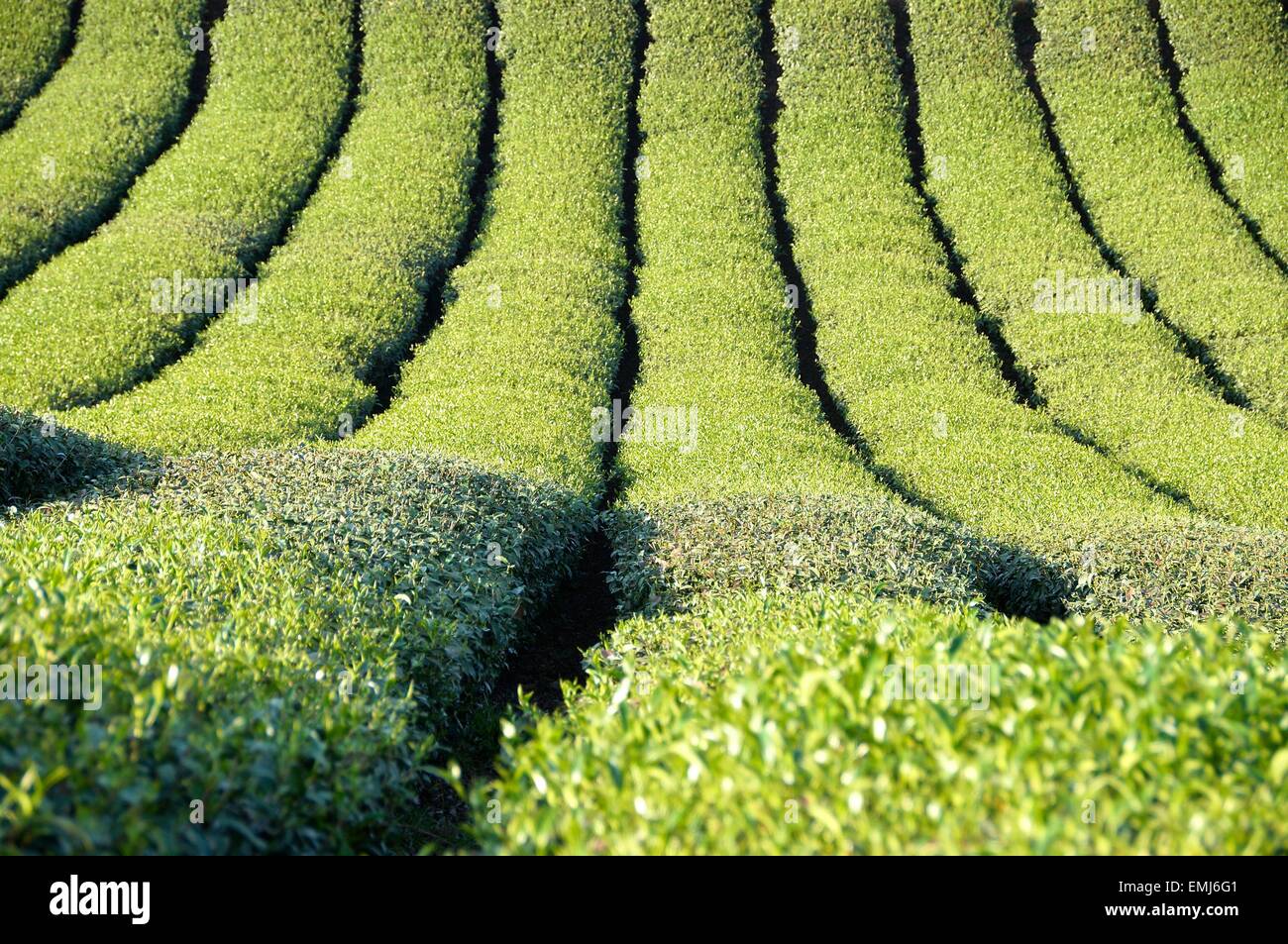The plantation of tea at farm in central Taiwan Stock Photo - Alamy